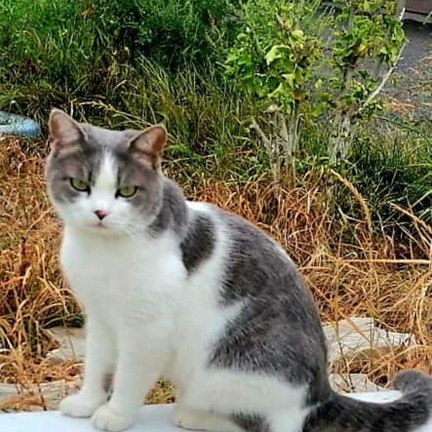 Ласковая кошка в дар