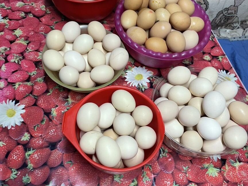 Яйцо куриное,перепелиное