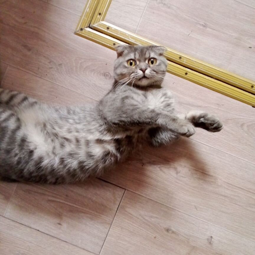 Шотландская вислоухая кошка