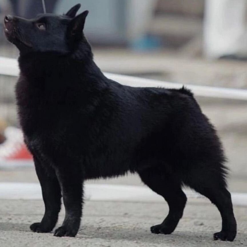 Щенки схипперки