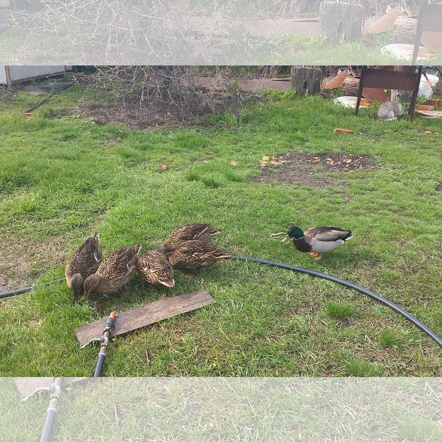 Дикие утки и селезни