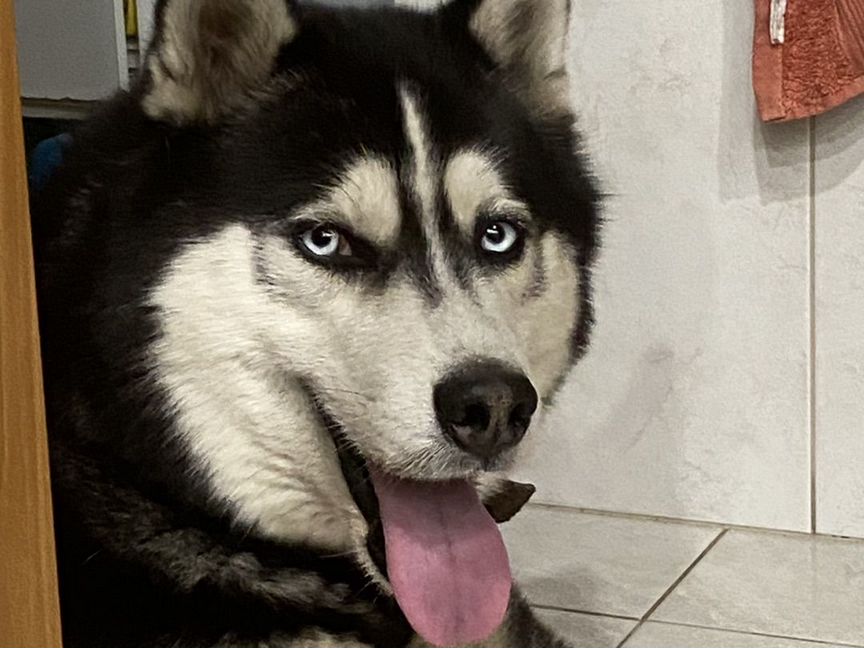 Сибирский хаски