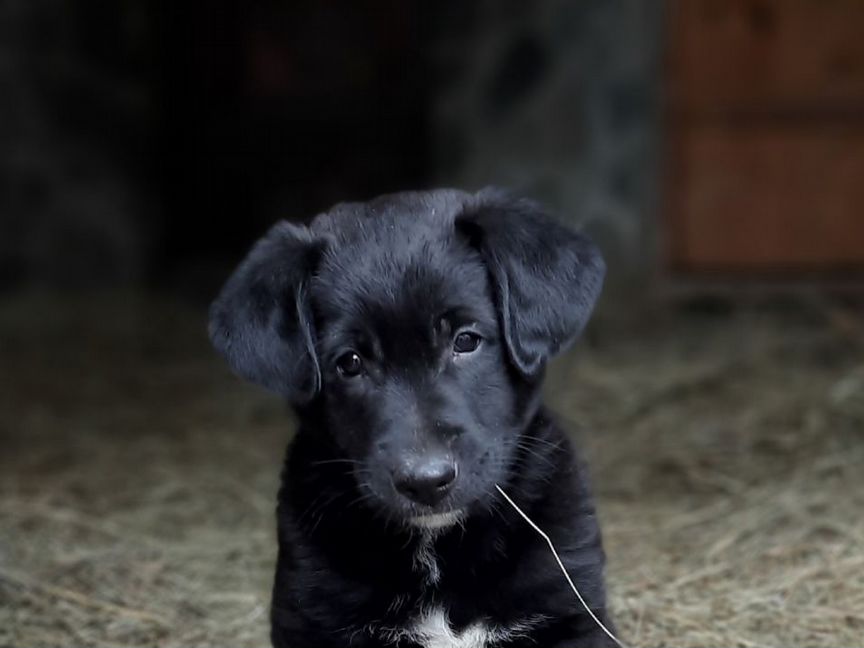 Емеля в добрые руки