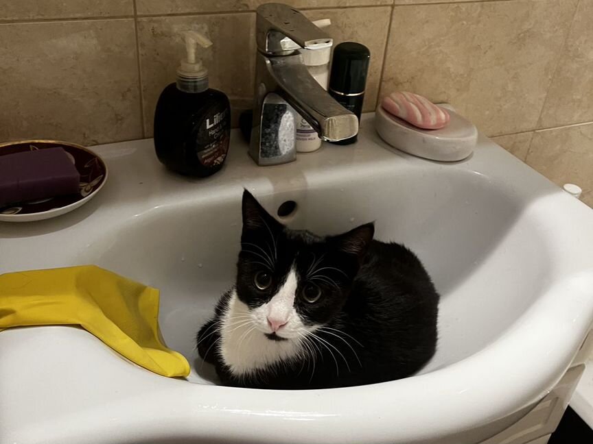 Котёнок Бетмен