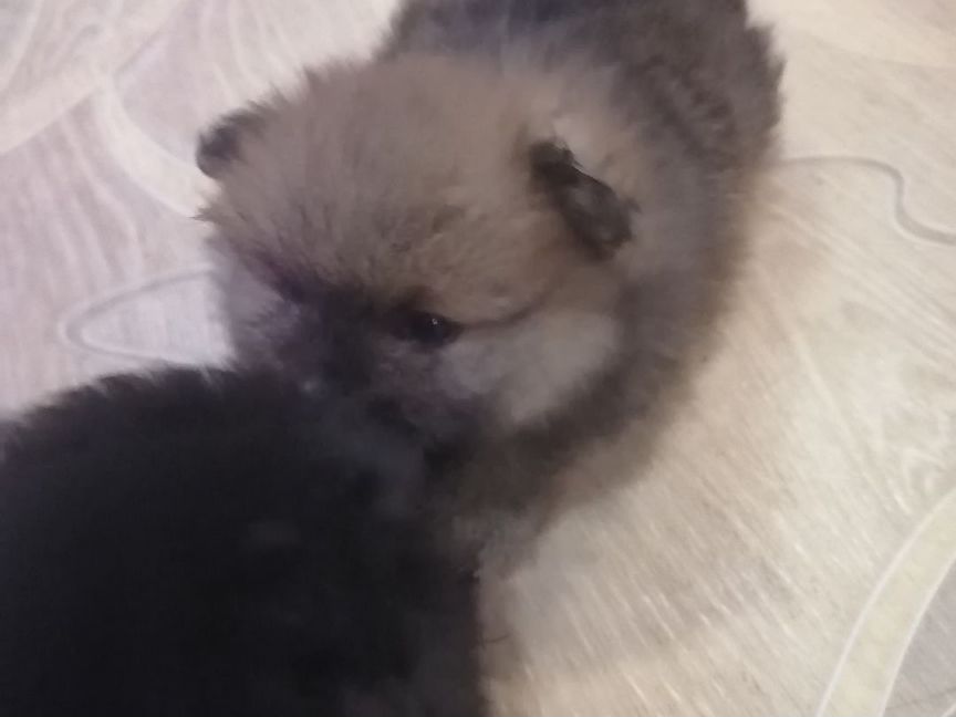 Щенки шпица