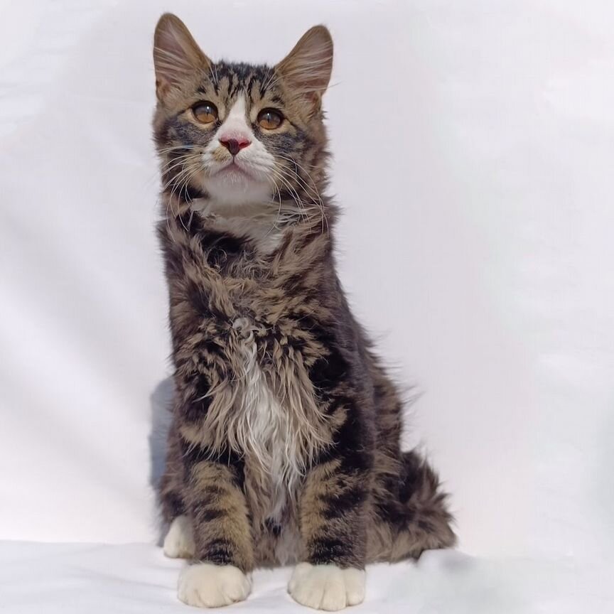 Котята курильского бобтейла из питомника