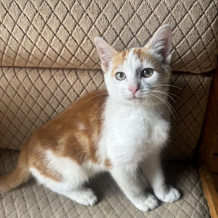 Котенок в добрые руки