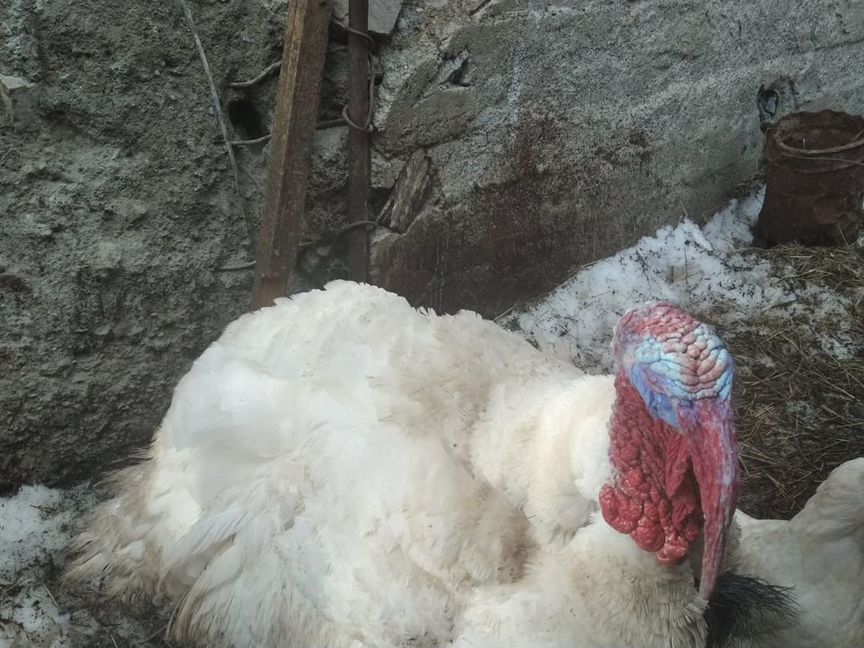 Индюки домашние