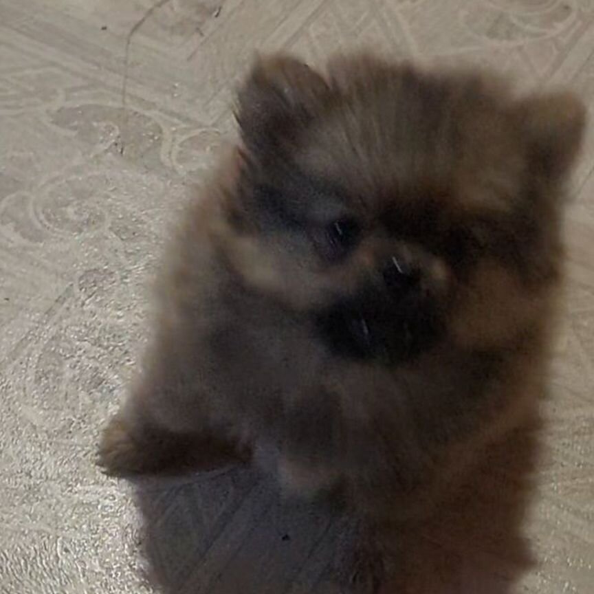 Щенки шпица