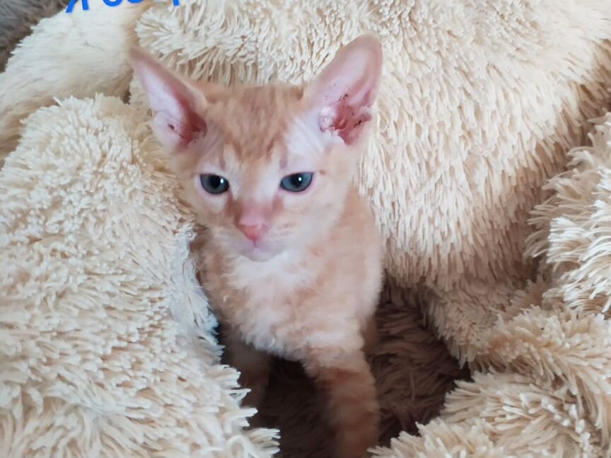 Донской сфинкс браш котята