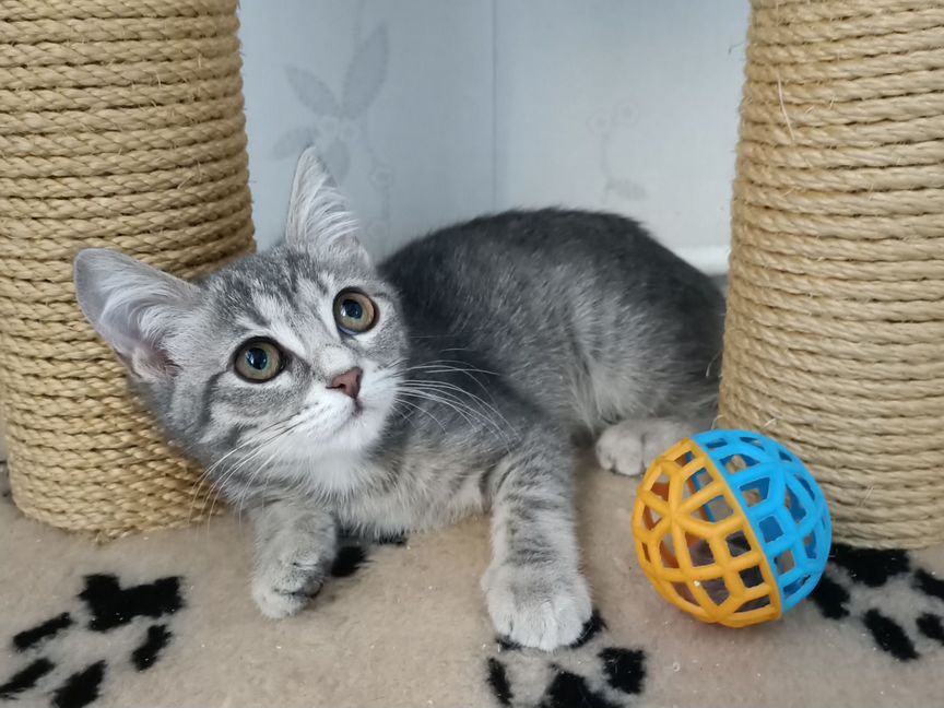 Серенькая кошечка