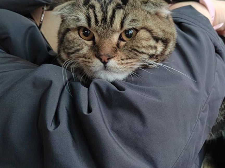 Шотландская вислоухая кот