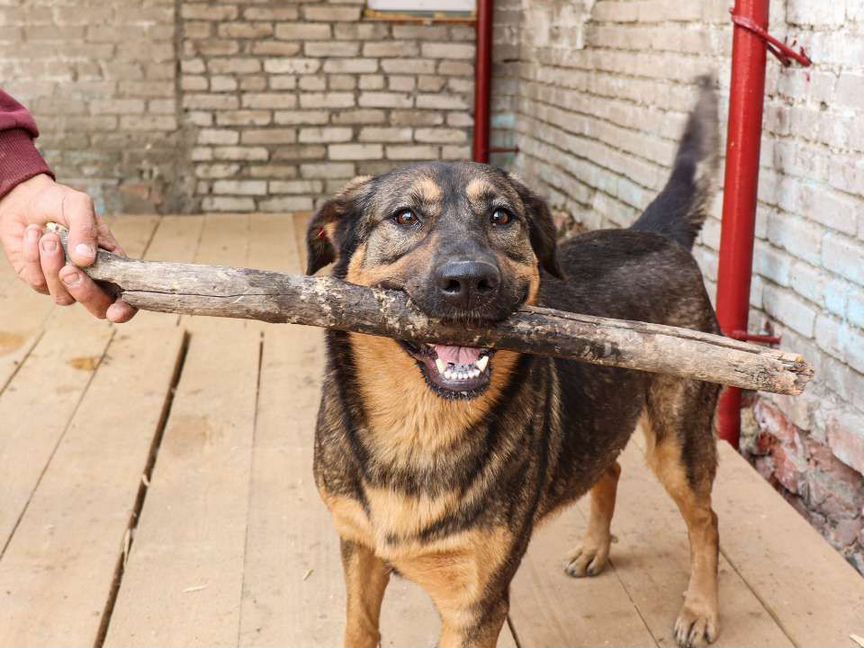 Эльза хорошая собака для семьи