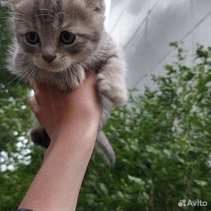 Шатланские котята