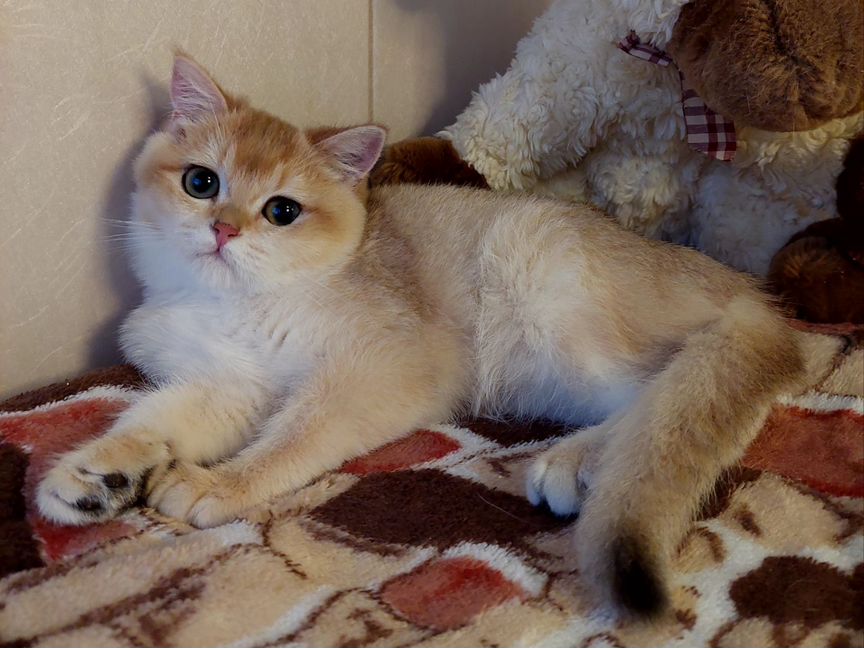 Золотая Красатуля