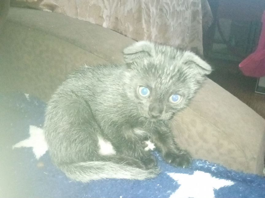 Котята