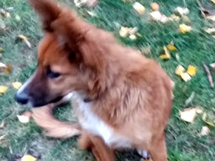 Собачка ищет уютный дом