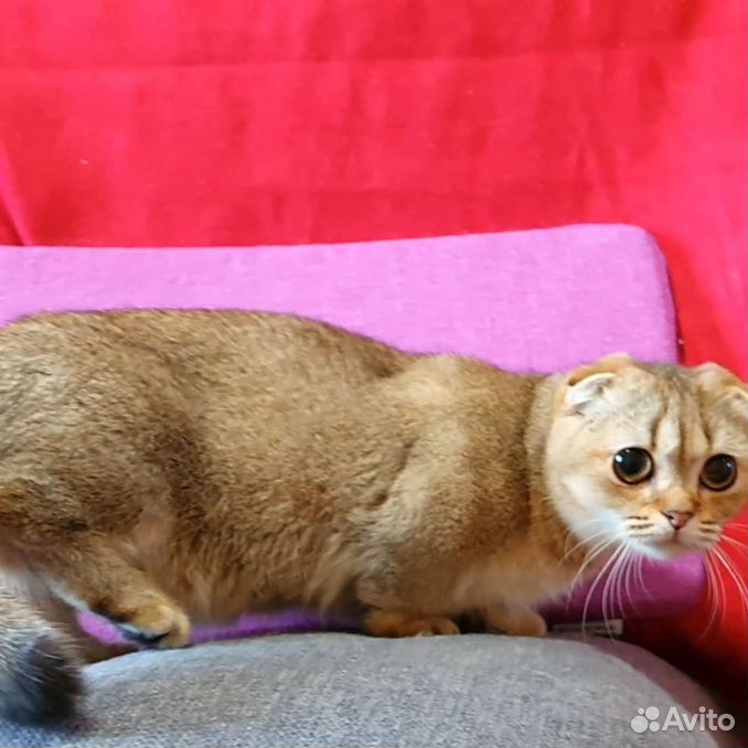 Девочка манчкин фолд