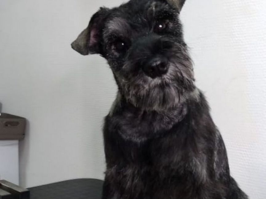 Цвергшнауцер вязка