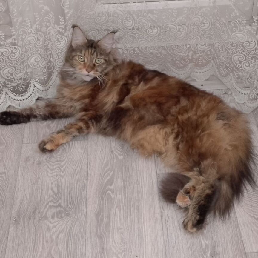 Мейн-кун кошка в добрые руки