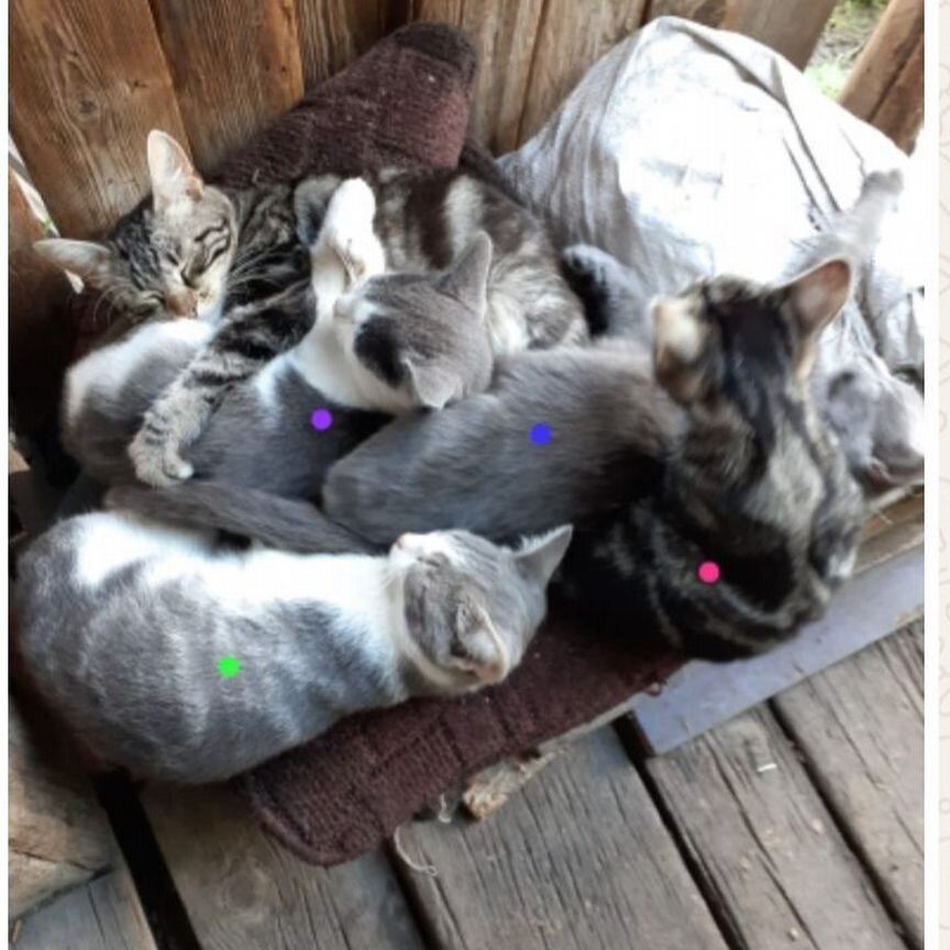Котята