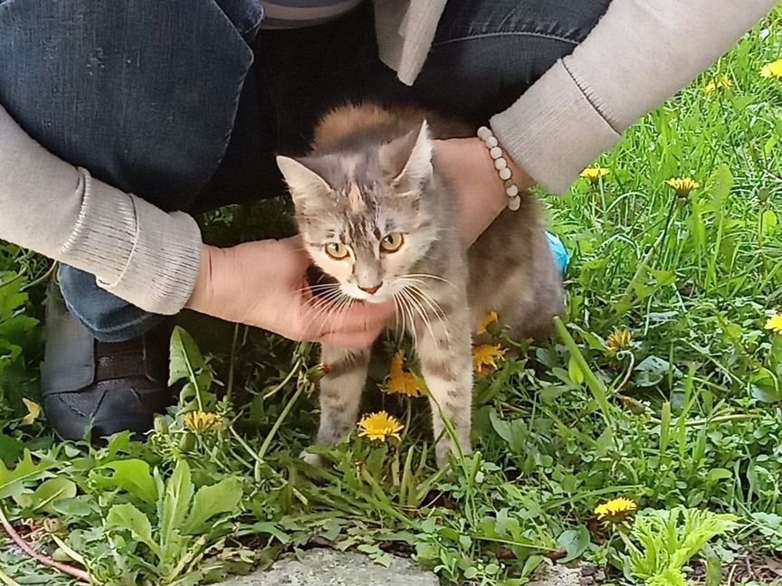 Ласковая мурчалка