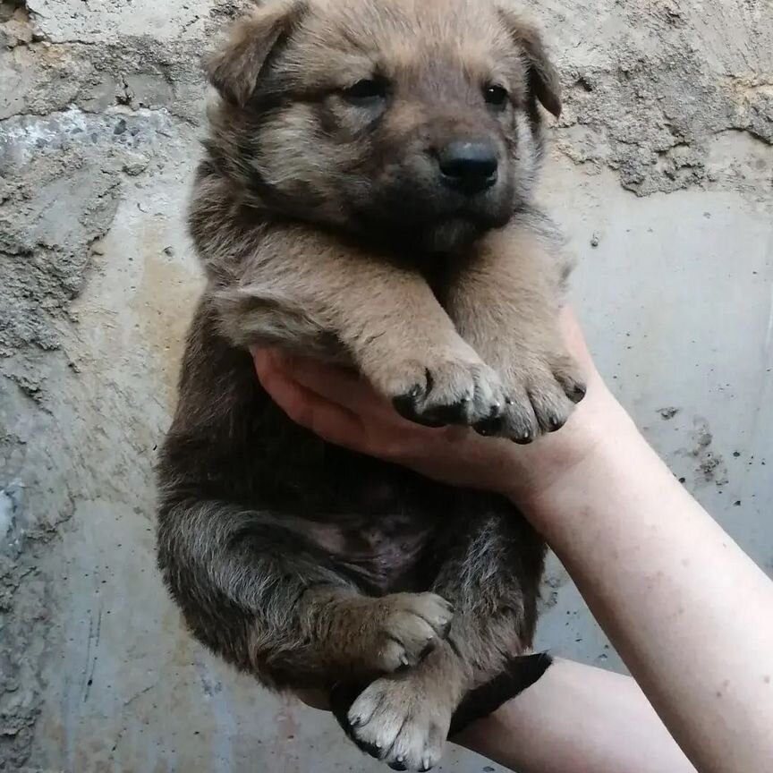 Щенок в добрые руки