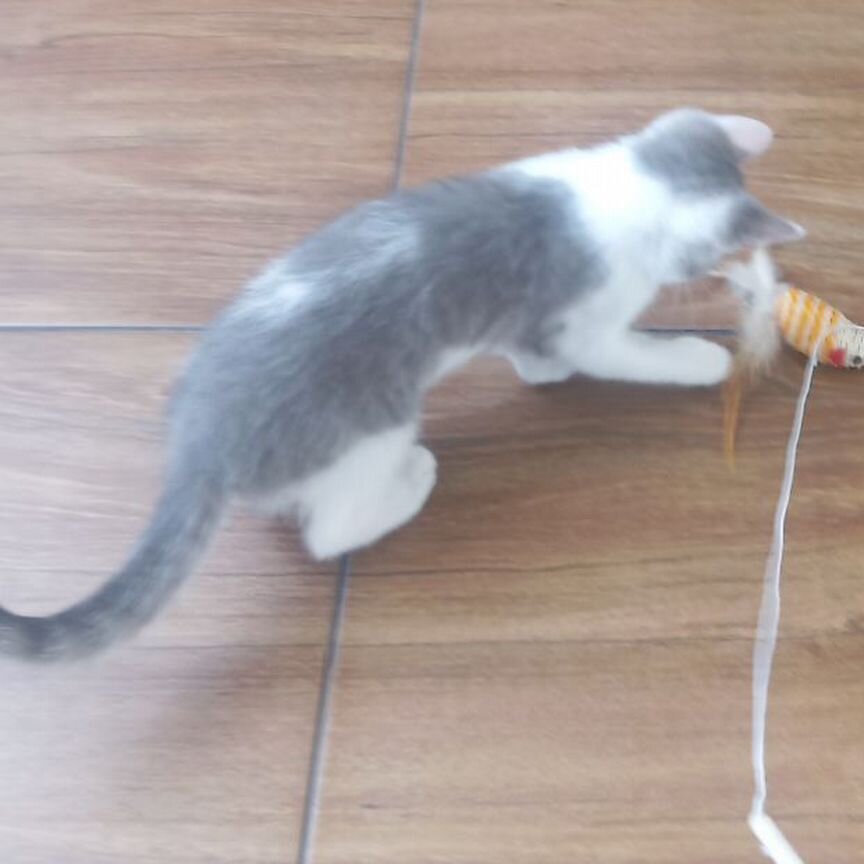 Котенок