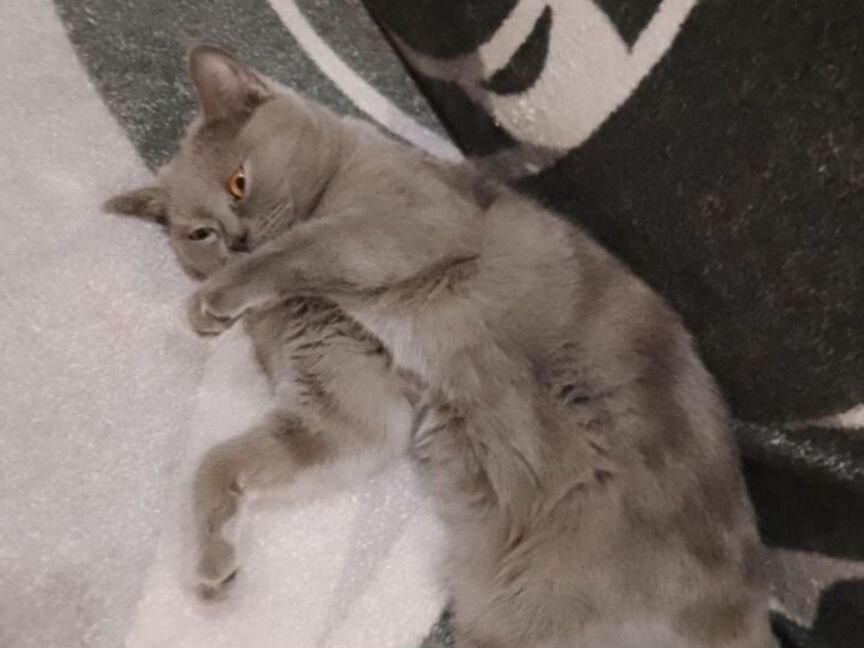 Кошка (шотланка, британка )