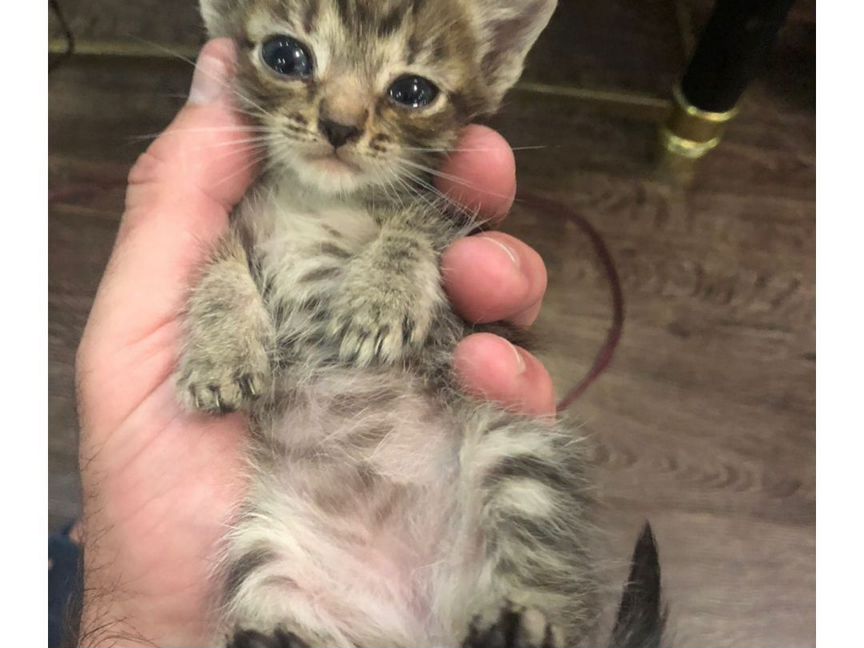 Котенок девочка 1,5 мес