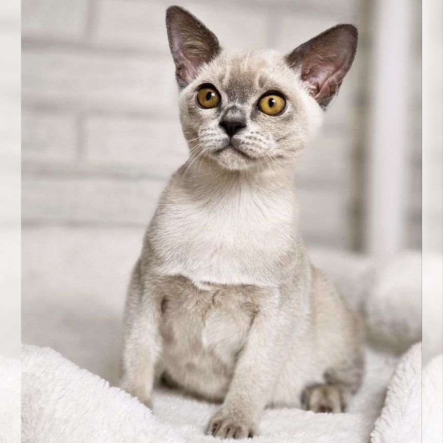 Бурманские котята