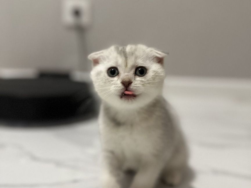 Шотландские вислоухие котята шиншилла