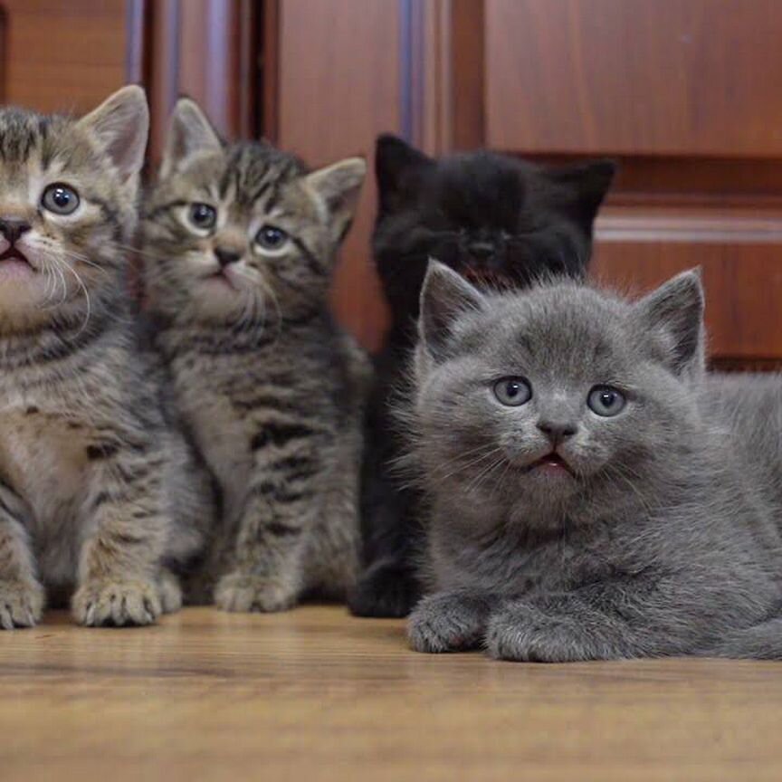 Британские котята