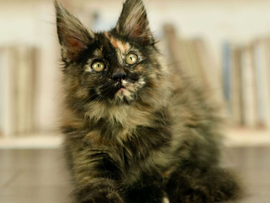 Котята мейн-кун девочка