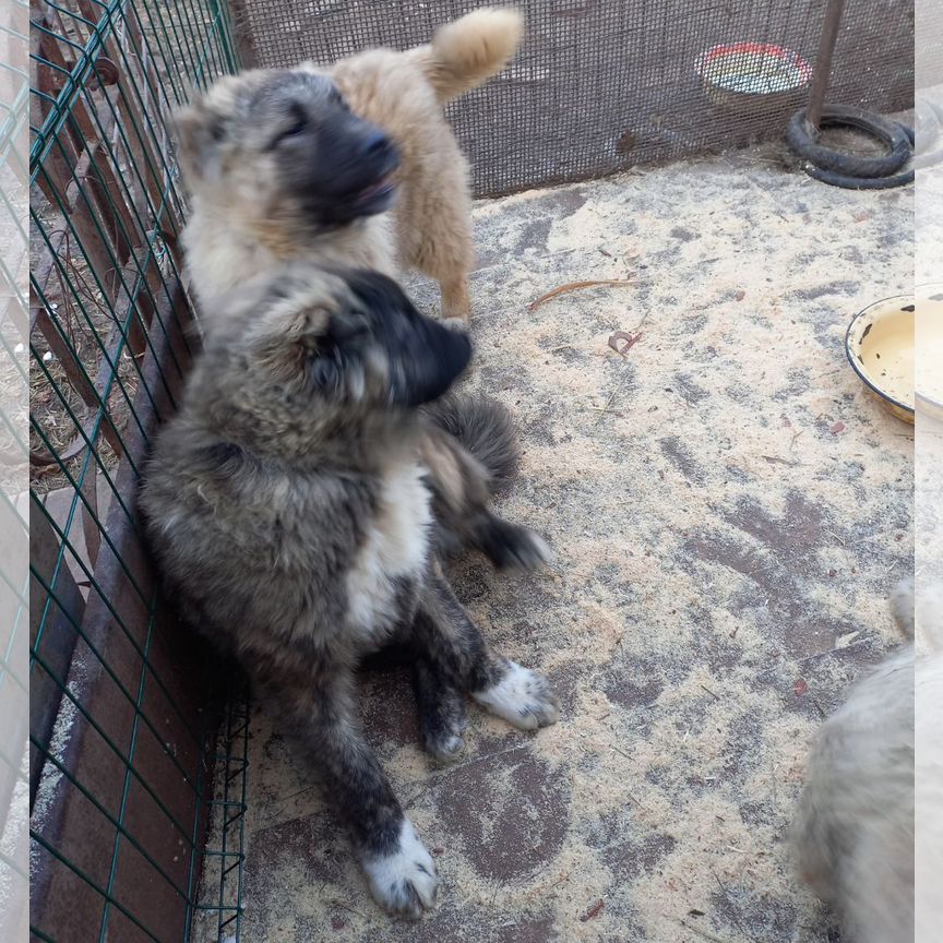 Кавказская овчарка, щенок