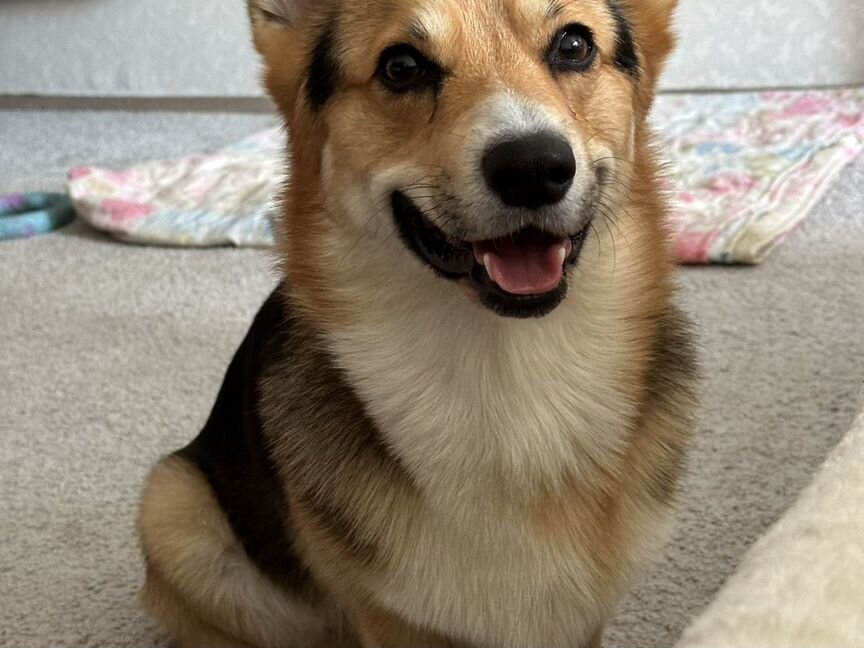 Корги кобель вязка