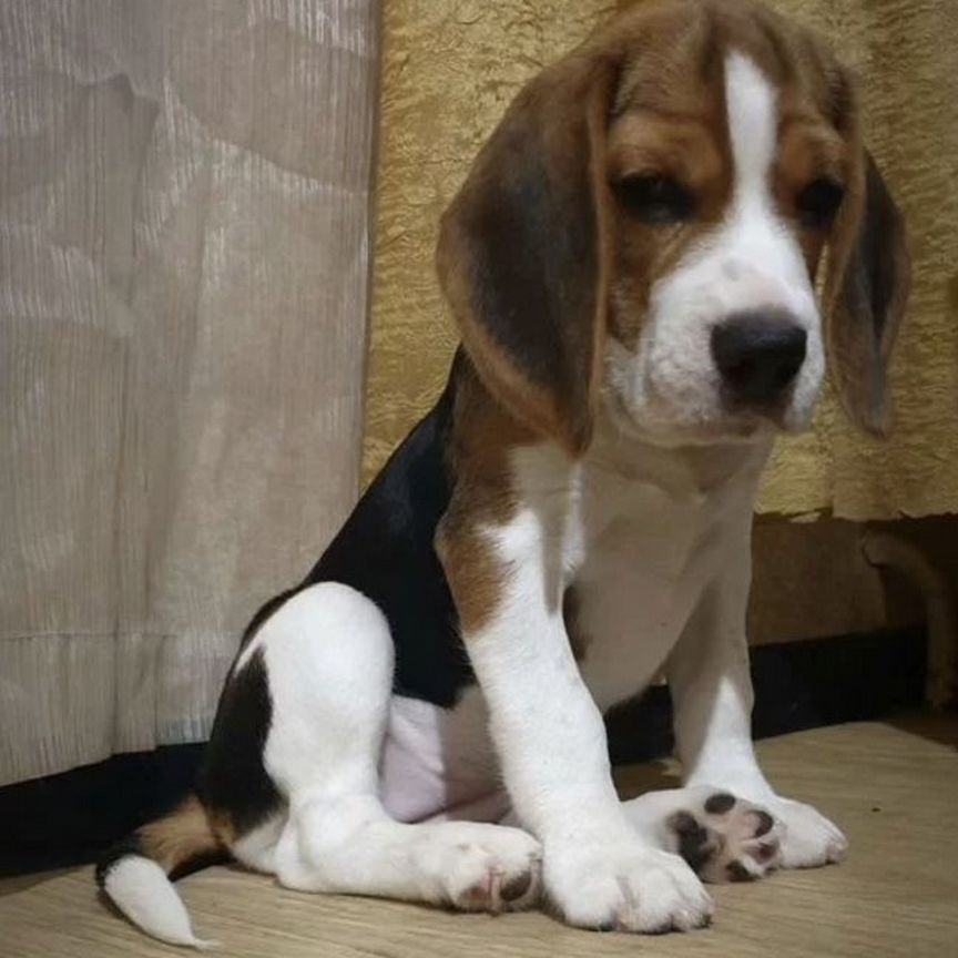 Бигль, щенок