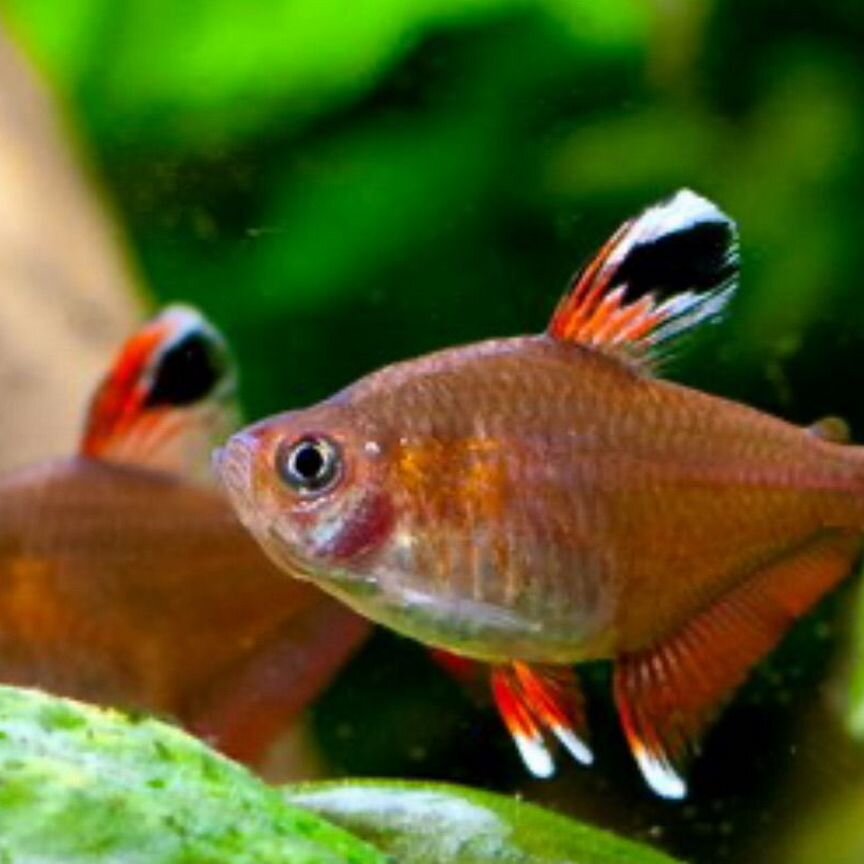 Орнатус белоплавничный