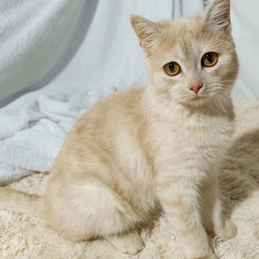 Особенный котенок