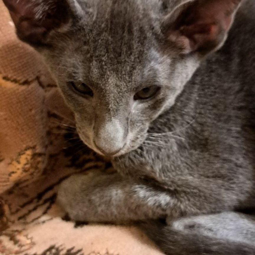Продаётся котёнок