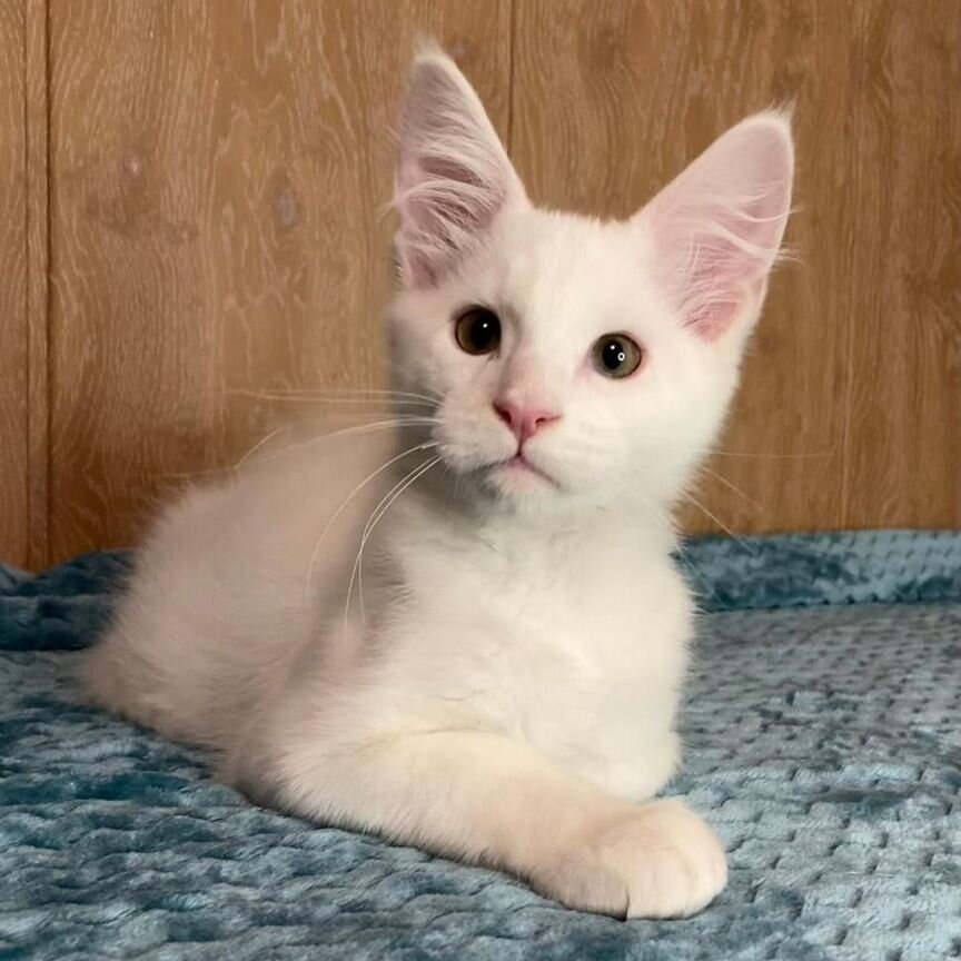 Котята мейн-кун мальчик белый