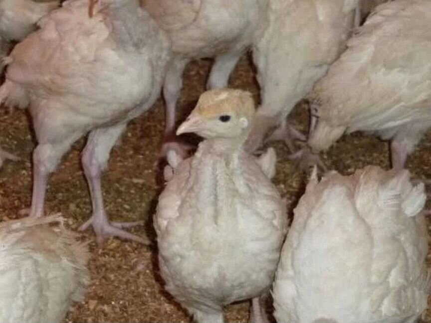 Индюшата Биг 6