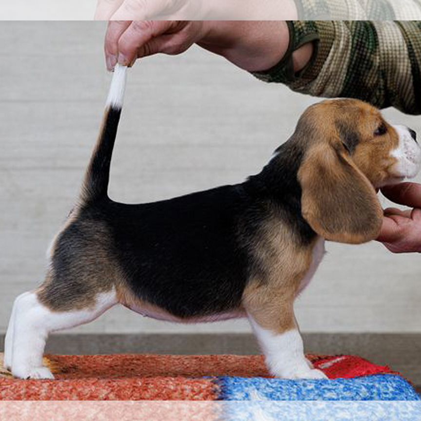 Бигль, щенок