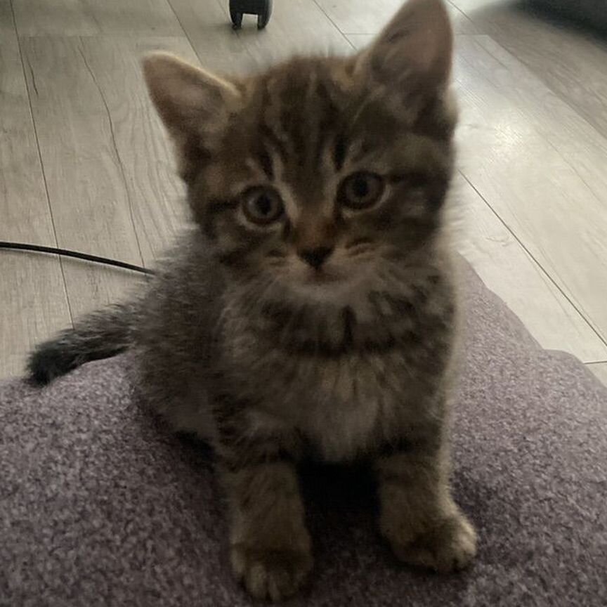 Породистый Шотландский котенок