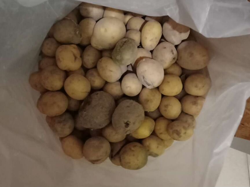 Картофель мелкий на корм скоту