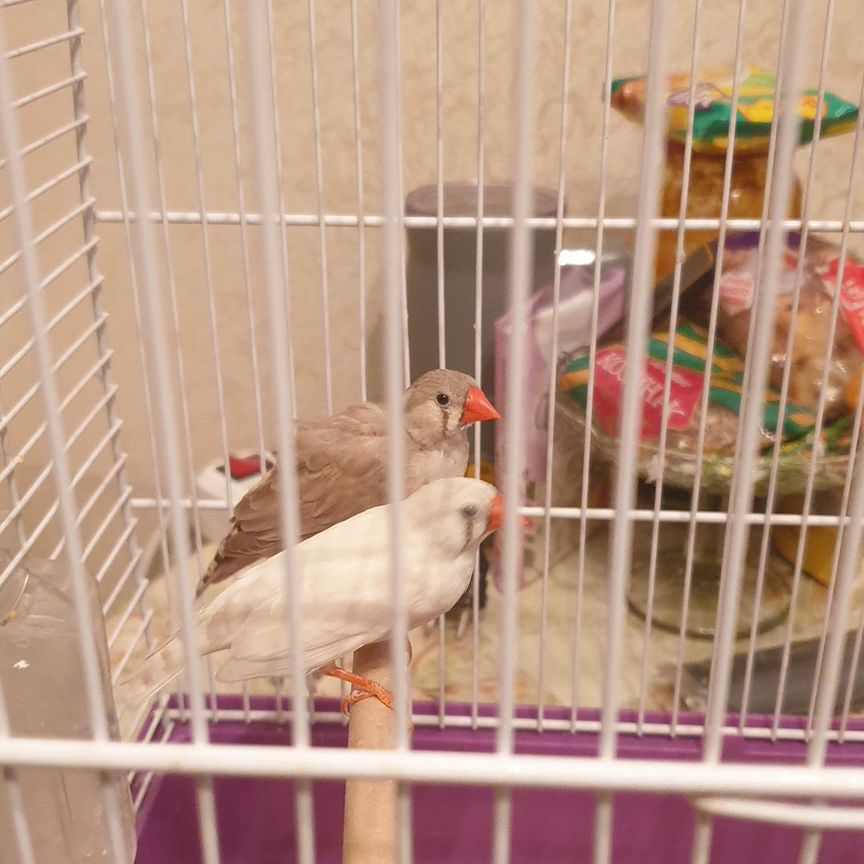 Птицы амадины