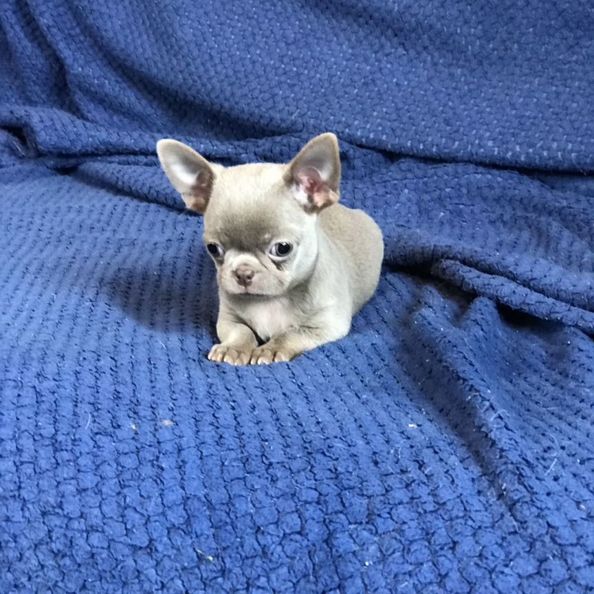 Экстремально красивый чихуахуа