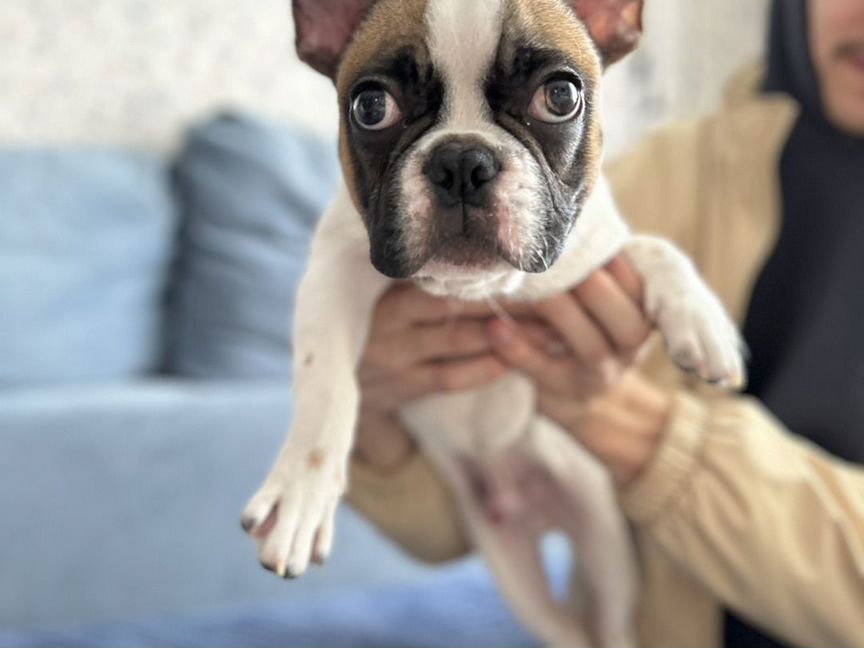 Фоанцузкий бульдог