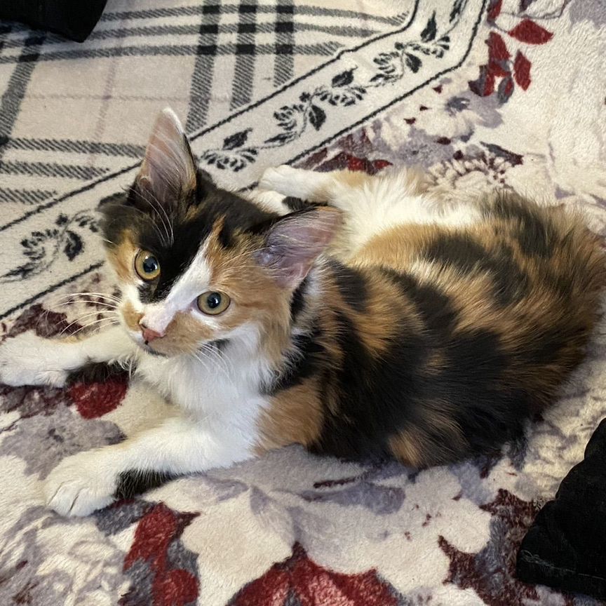 Котёнок, отдадим в хорошие руки