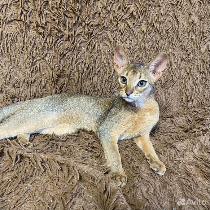 Аббисинские котята